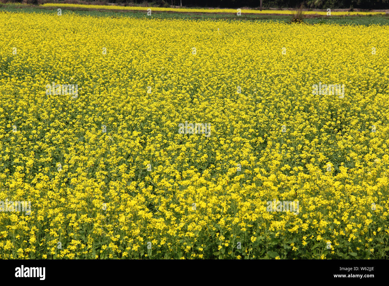 Mustard crop in a field Stock Photo - Alamy