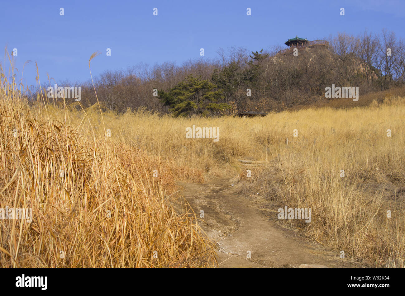 brown reeds covered hill and pavilion Stock Photo - Alamy