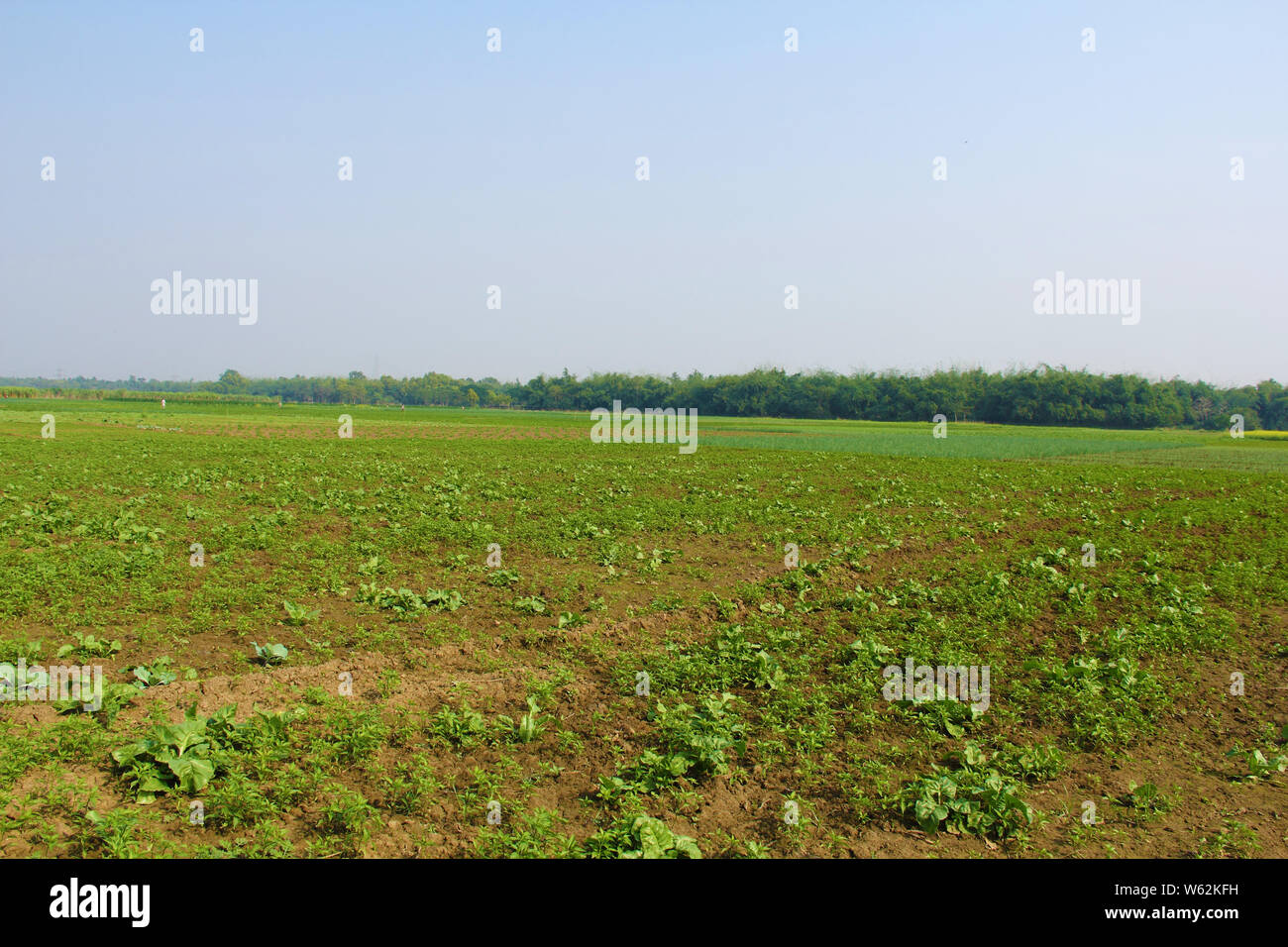 Crop in a field Stock Photo - Alamy