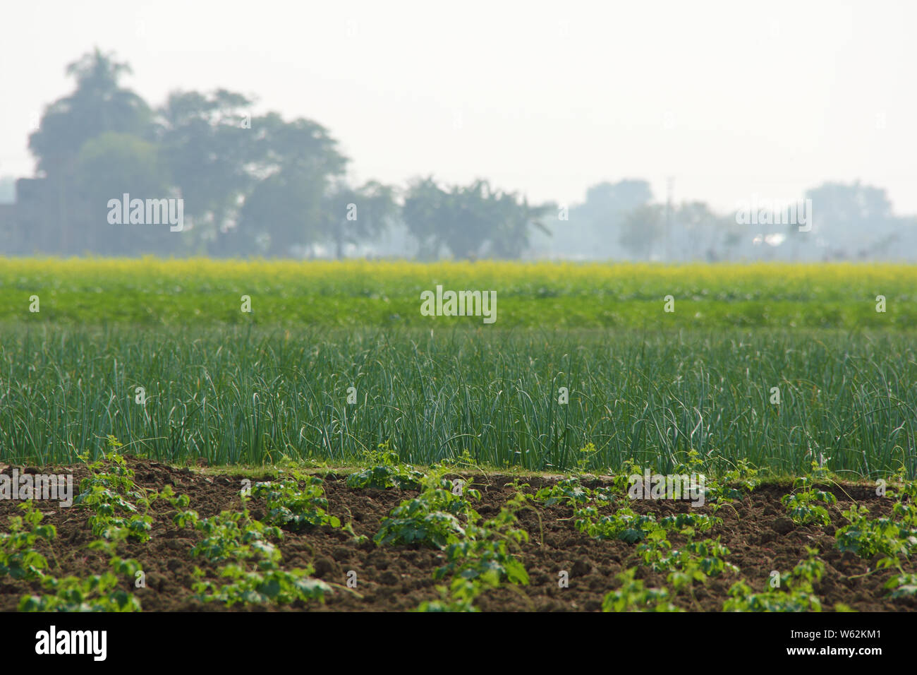 Crops in a field Stock Photo - Alamy
