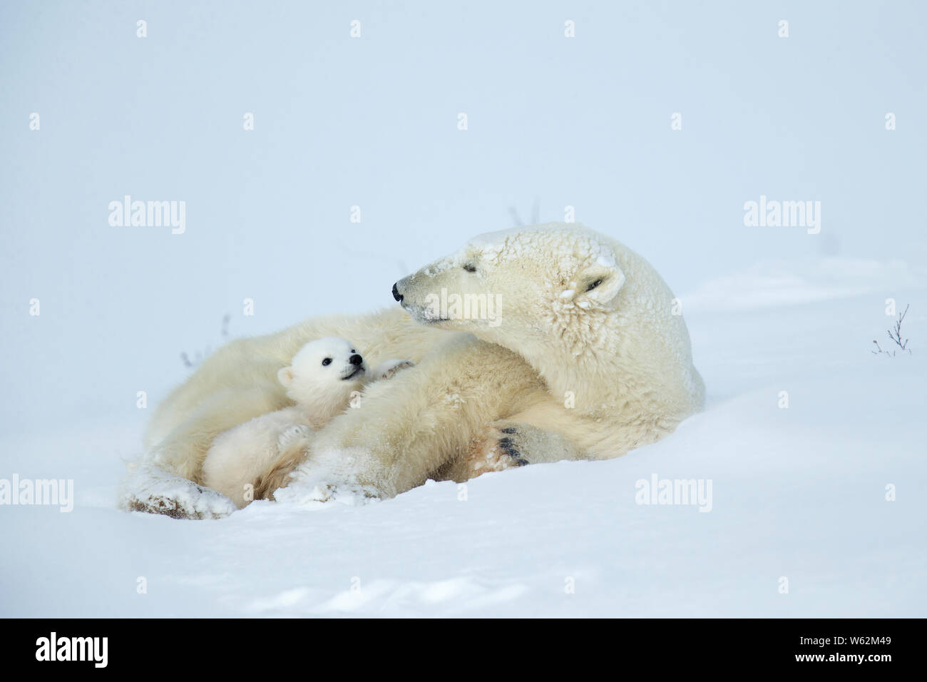 Polar Bear Den