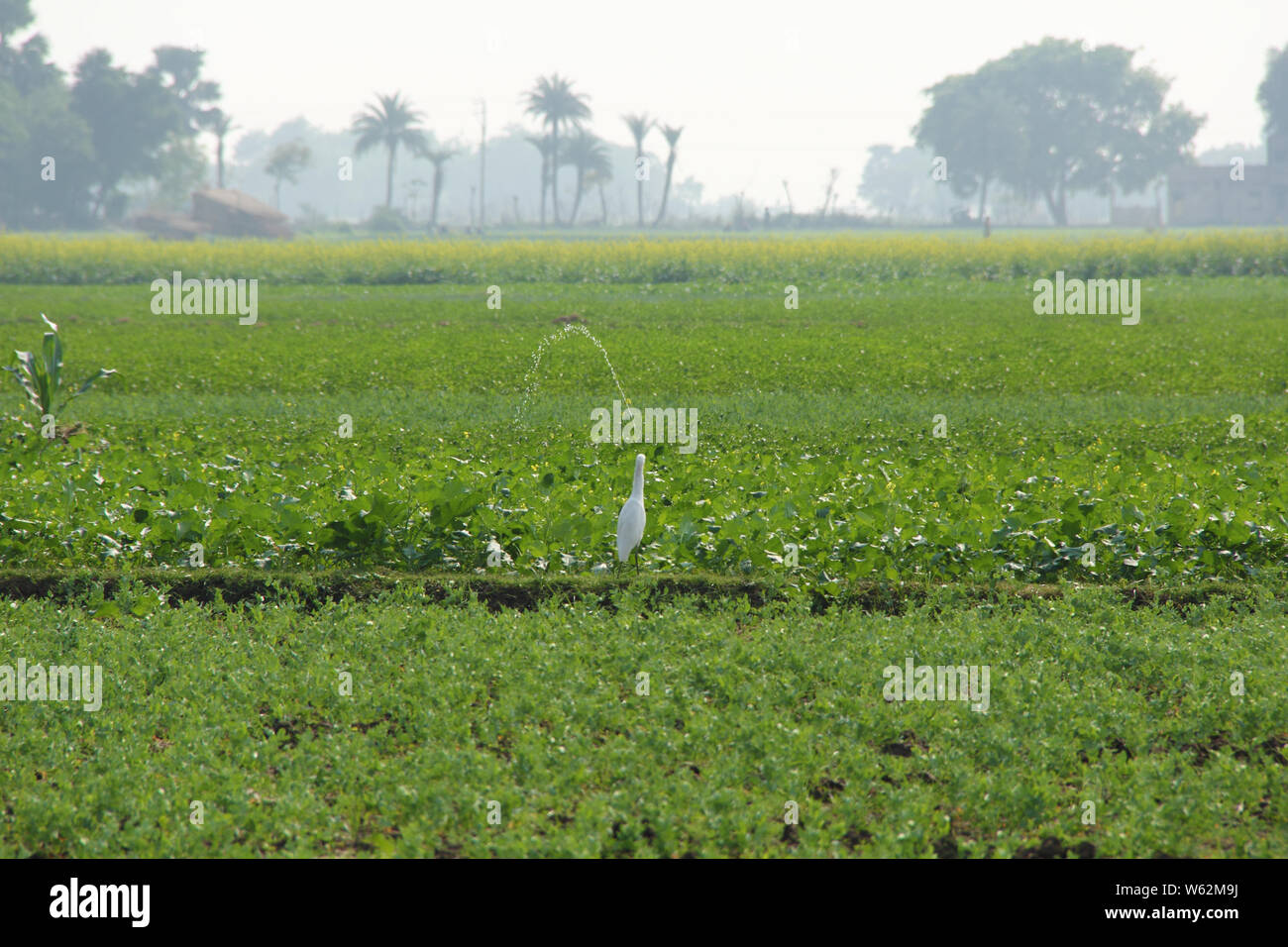 Crops in a field Stock Photo - Alamy