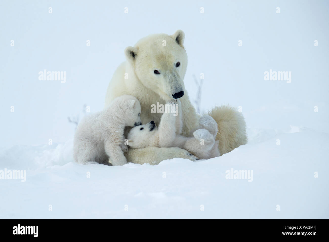 Denning hibernation hi-res stock photography and images - Alamy