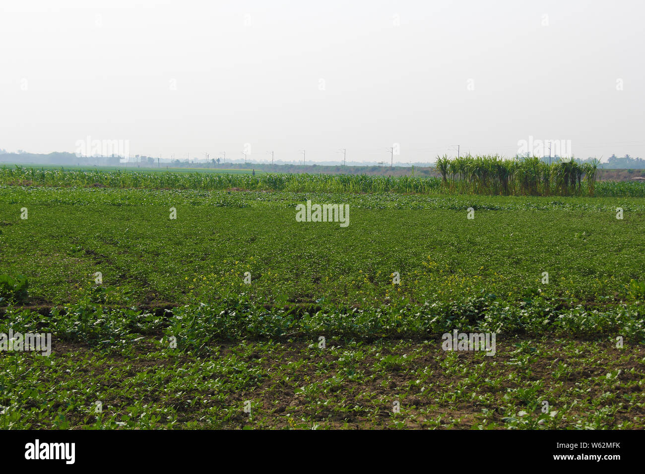 Crop in a field Stock Photo - Alamy