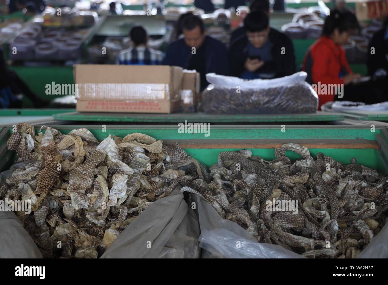 Snake skins are for sale at China's largest TCM market, the Anguo ...