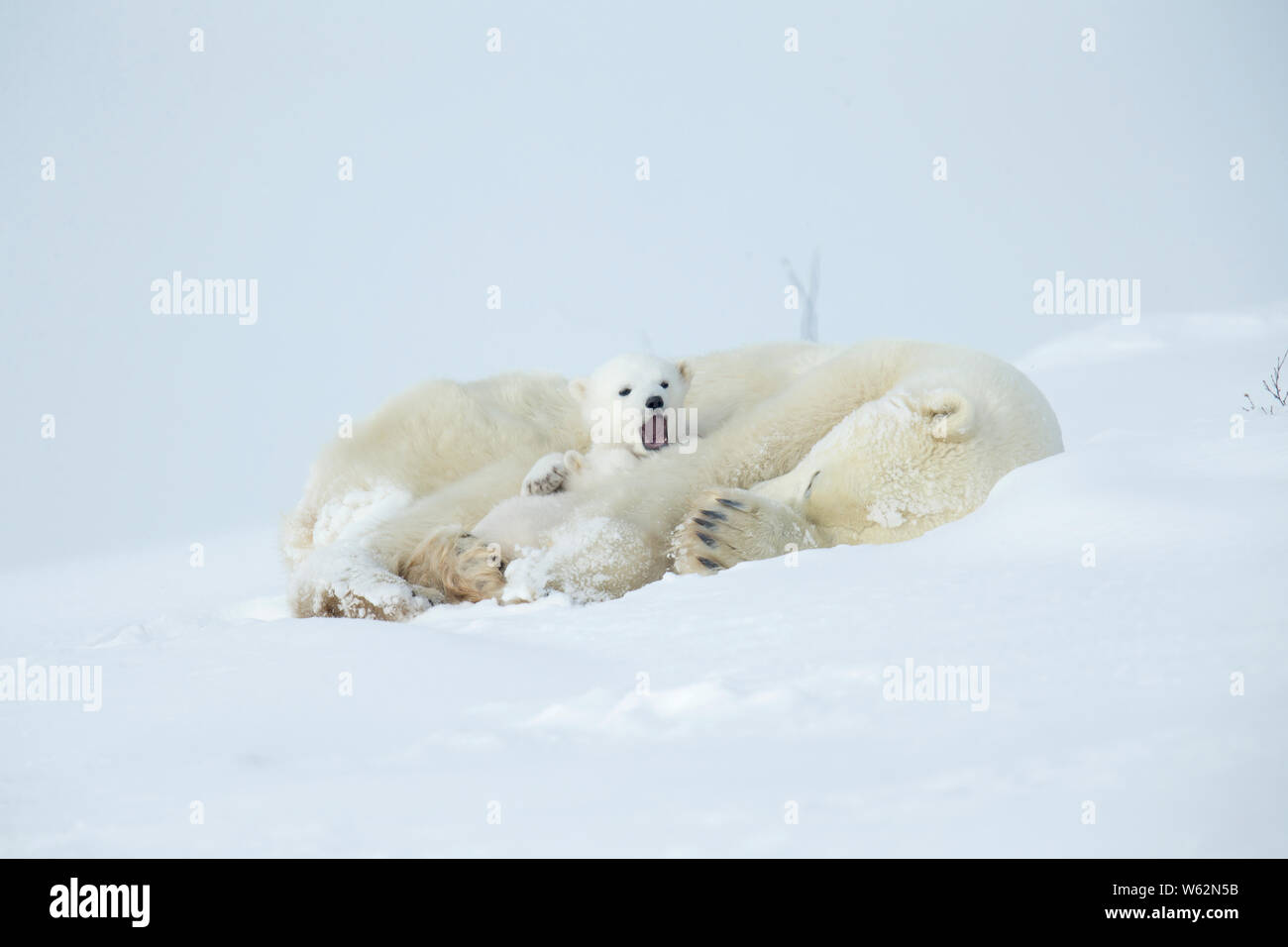 Polar bear cubs in polar bears den hi-res stock photography and images ...
