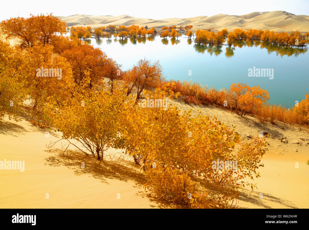 Landscape of the populus lasiocarpa forming an autumn scenery against ...