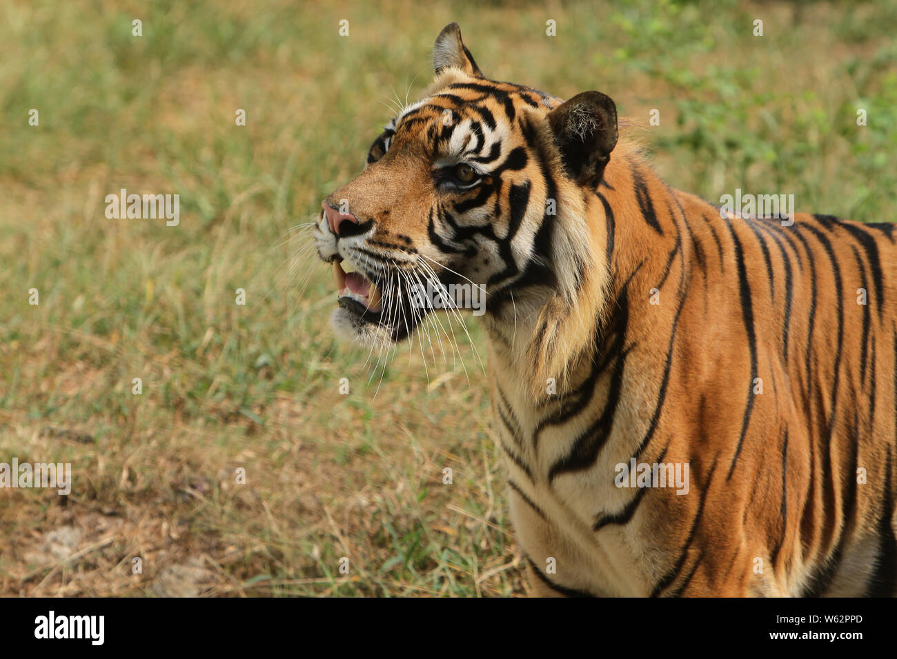 Tiger cool hi-res stock photography and images - Alamy