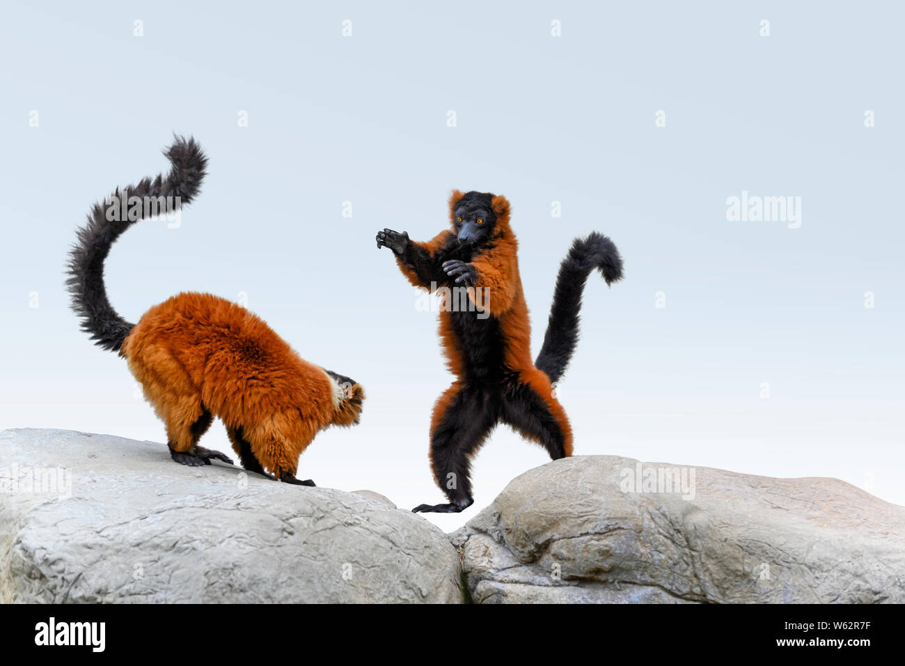 Two Red Ruffed Lemur (Varecia rubra) on a rock; one standing and one ...