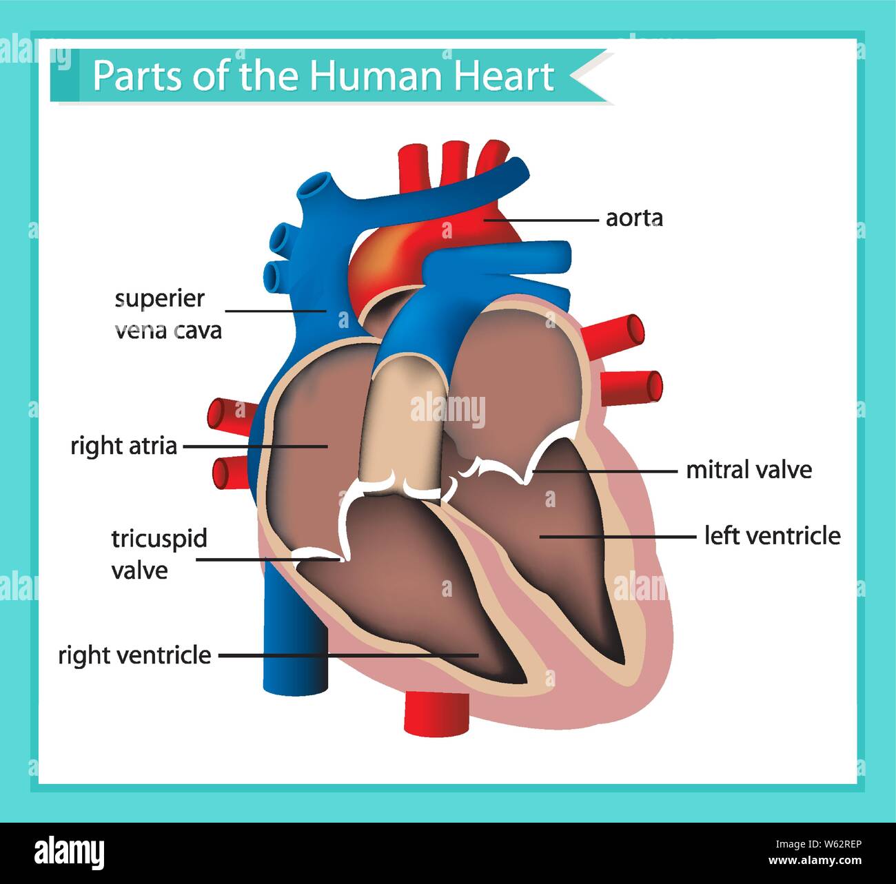 Scientific medical illustration of parts of the human heart ...