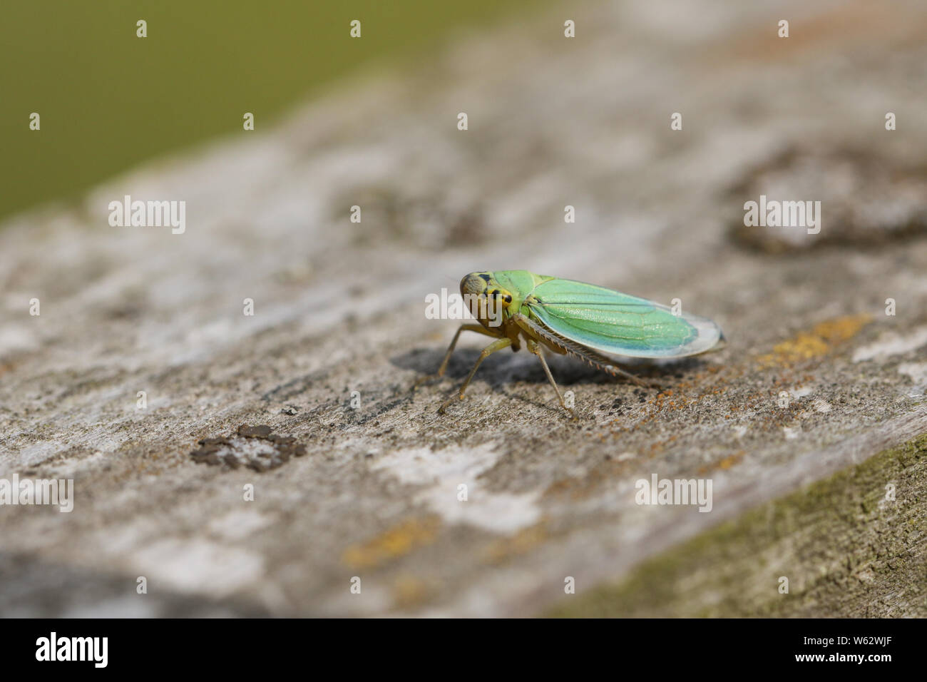 Leafhopper uk hi-res stock photography and images - Alamy