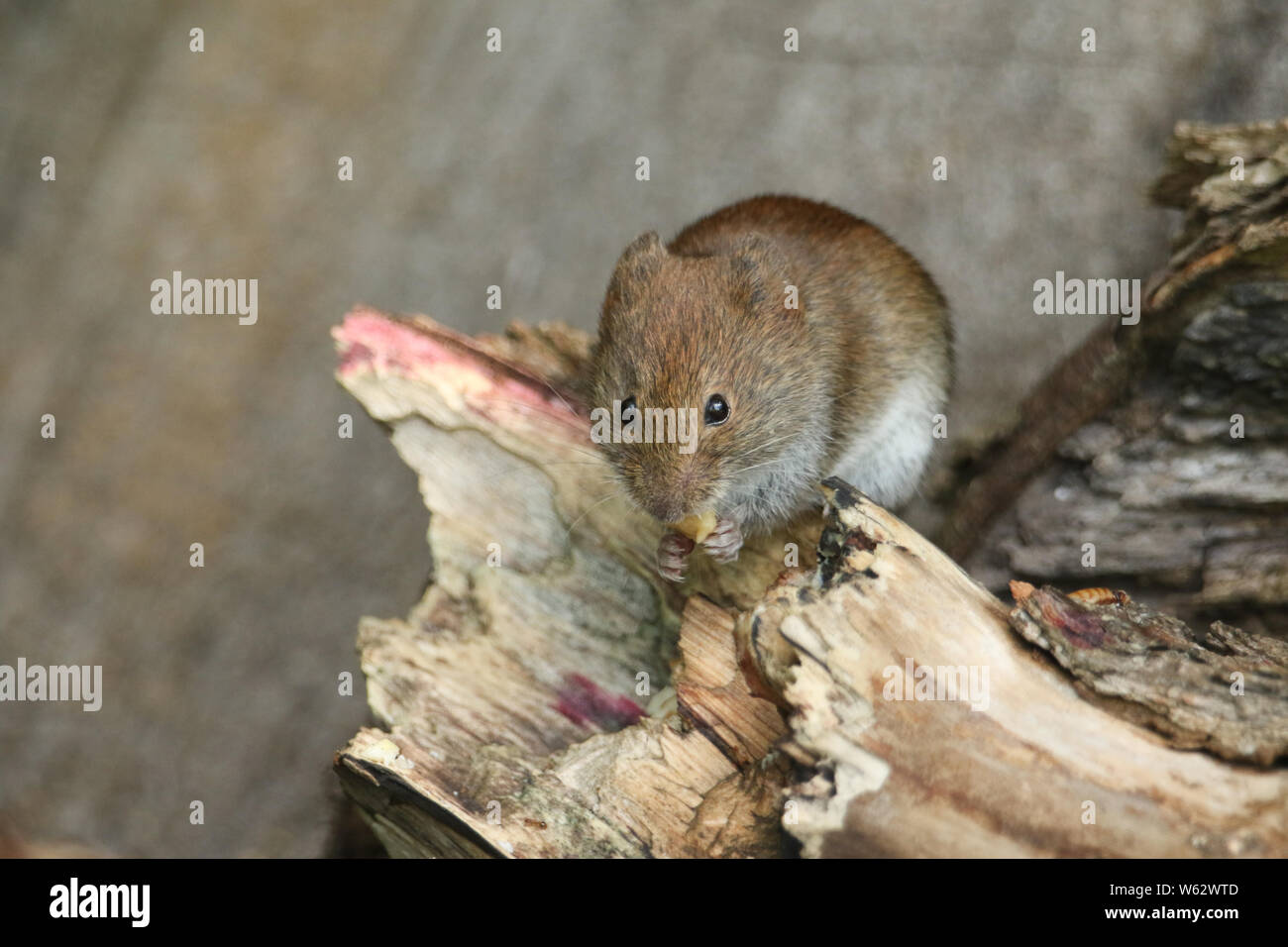 A cute wild Bank Vole, Myodes glareolus eating a nut sitting on a log ...