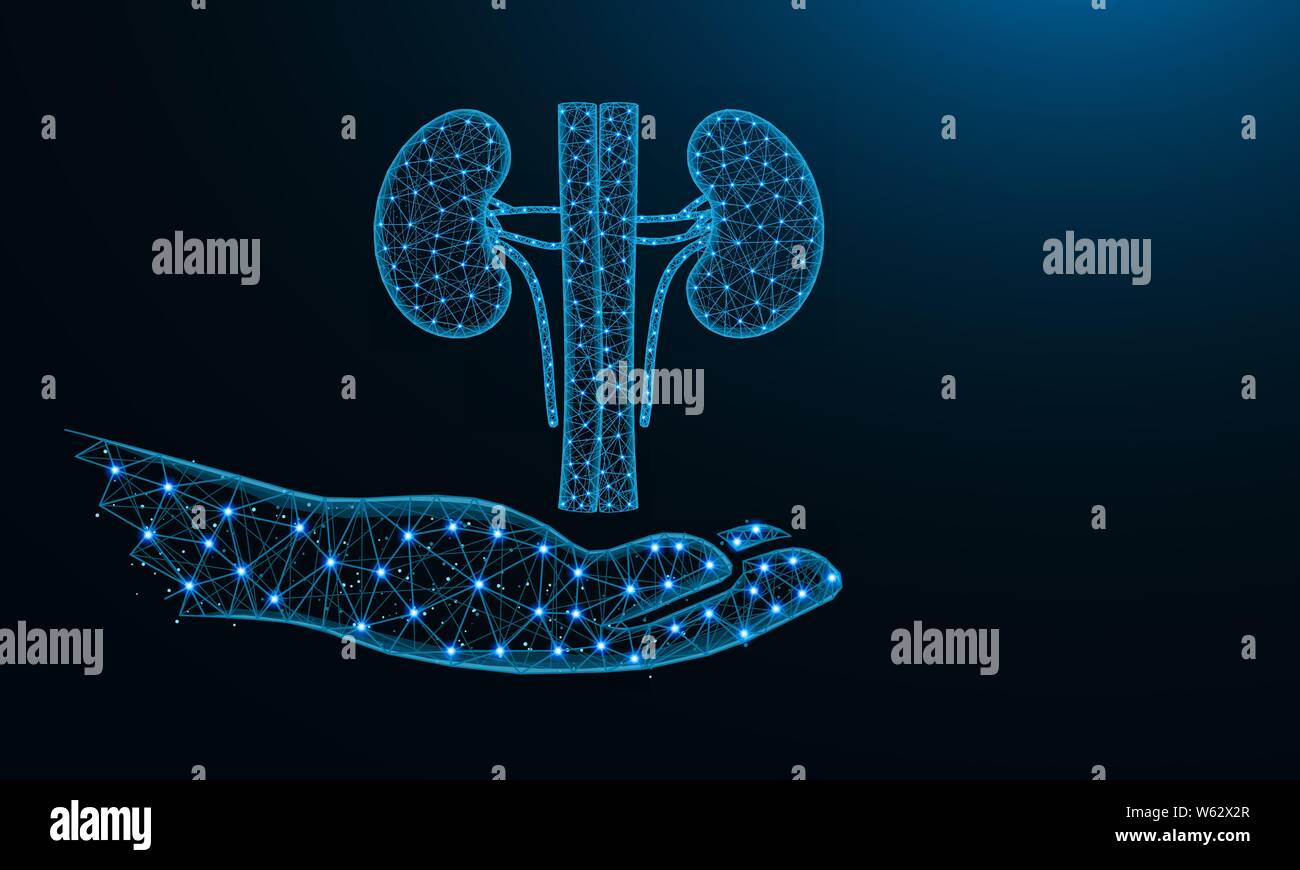 Hand and kidneys low poly design, human organ donor in polygonal style ...