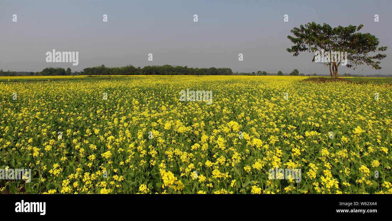 Mustard crop in a field Stock Photo - Alamy