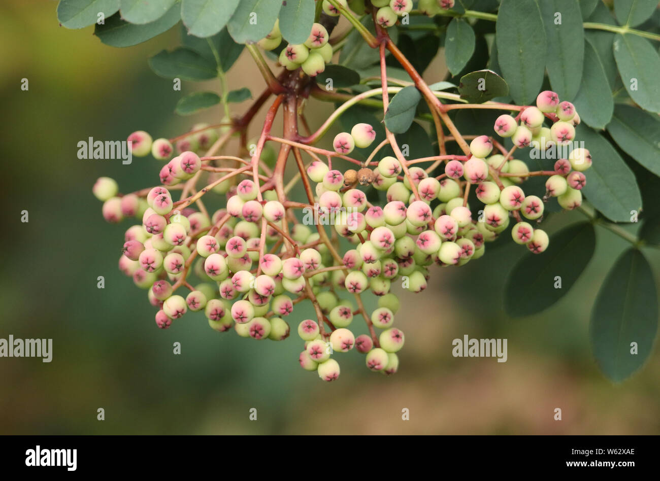 Sorbus Berries Tree Garden Uk High Resolution Stock Photography and ...