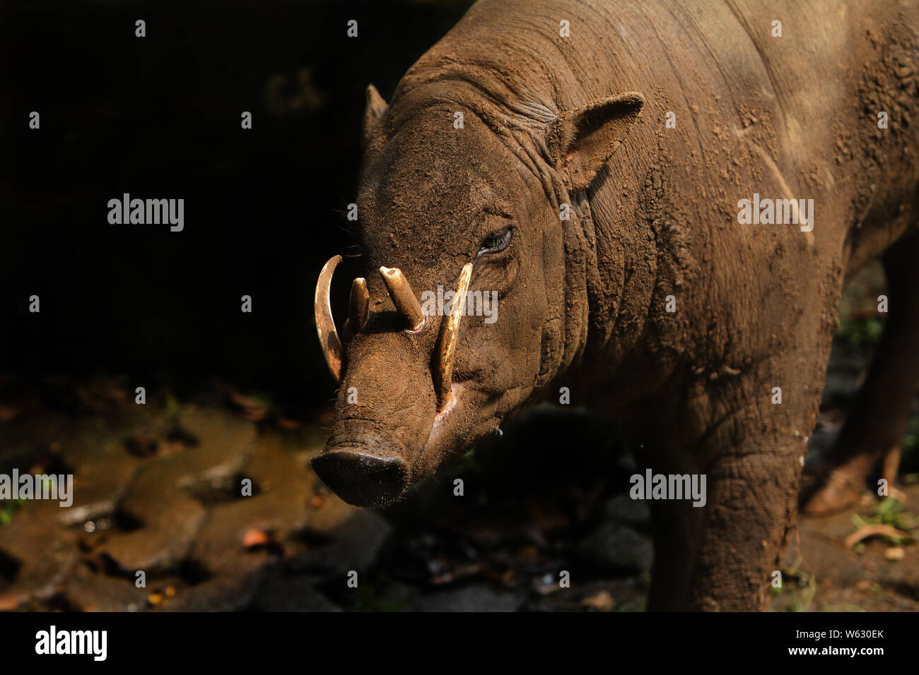 Fangs hi-res stock photography and images - Alamy