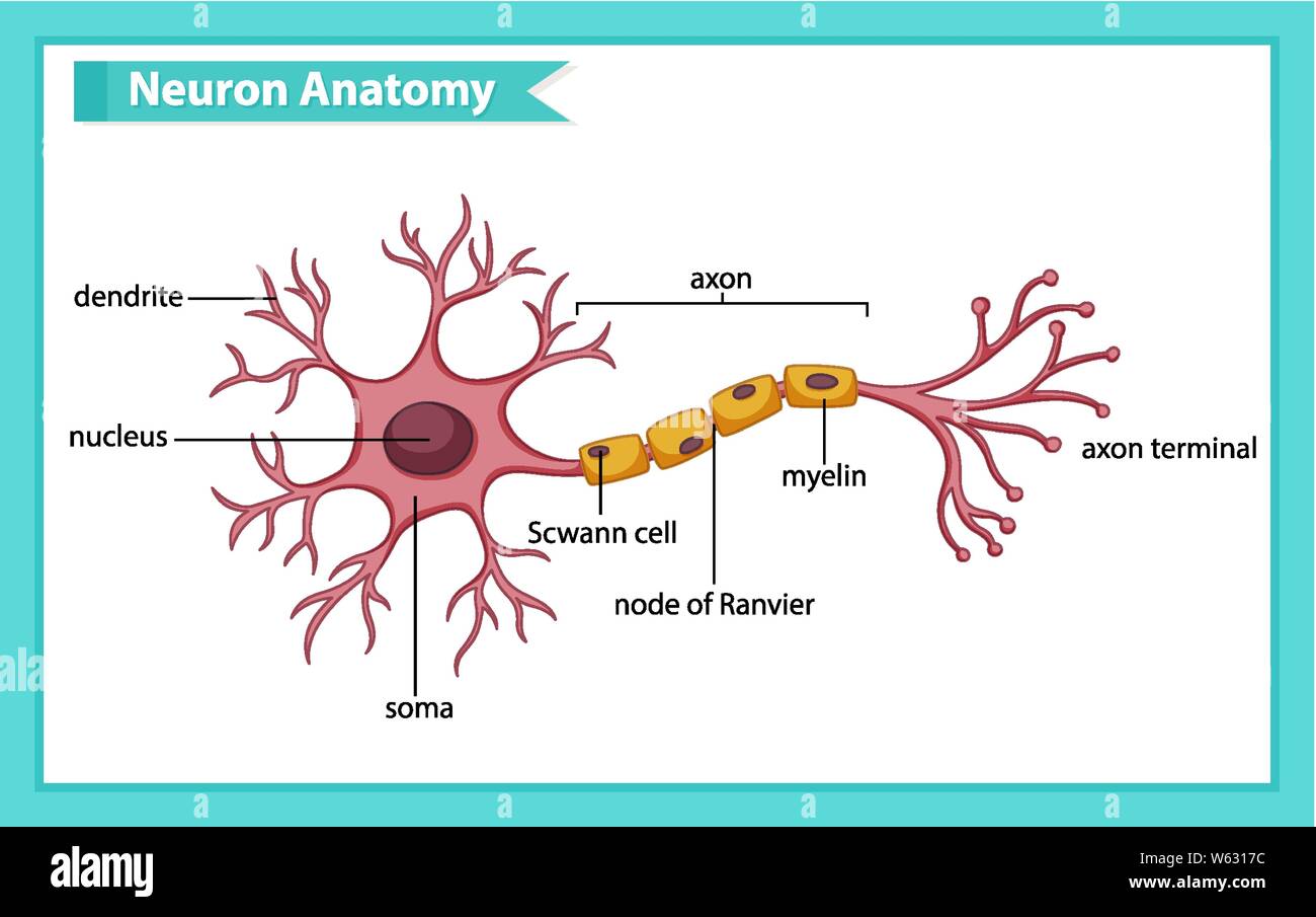 Scientific medical illustration of anatomy of nerve cell illustration ...