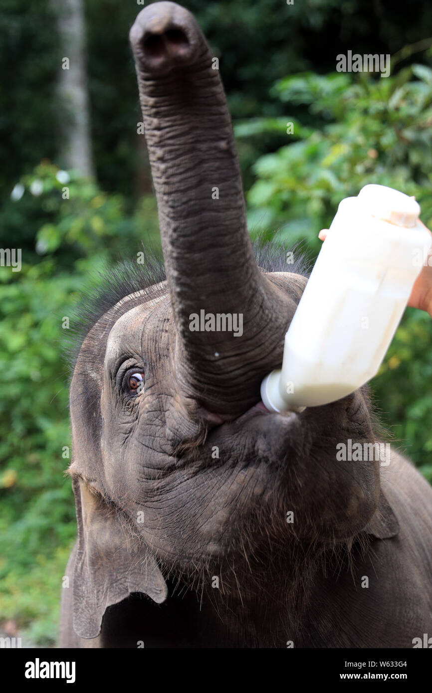 Yangniu, a 3-year-old Asian elephant, drinks milk at the Yunnan Asian ...