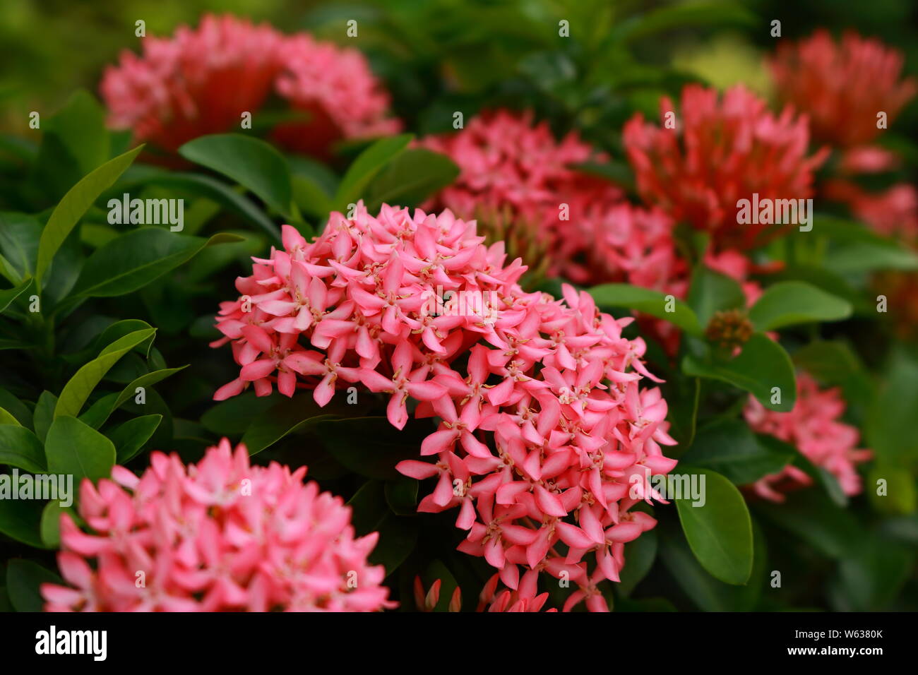 Ixora pink hi-res stock photography and images - Alamy