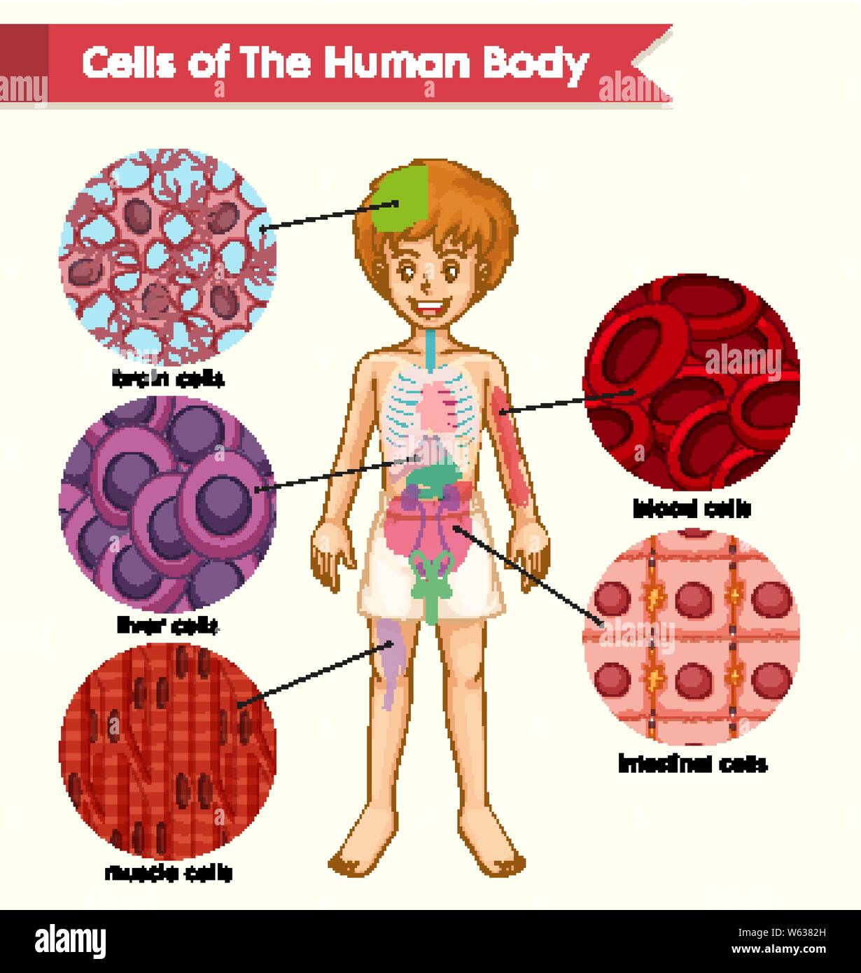 Scientific medical illustration of cell types illustration Stock Vector ...