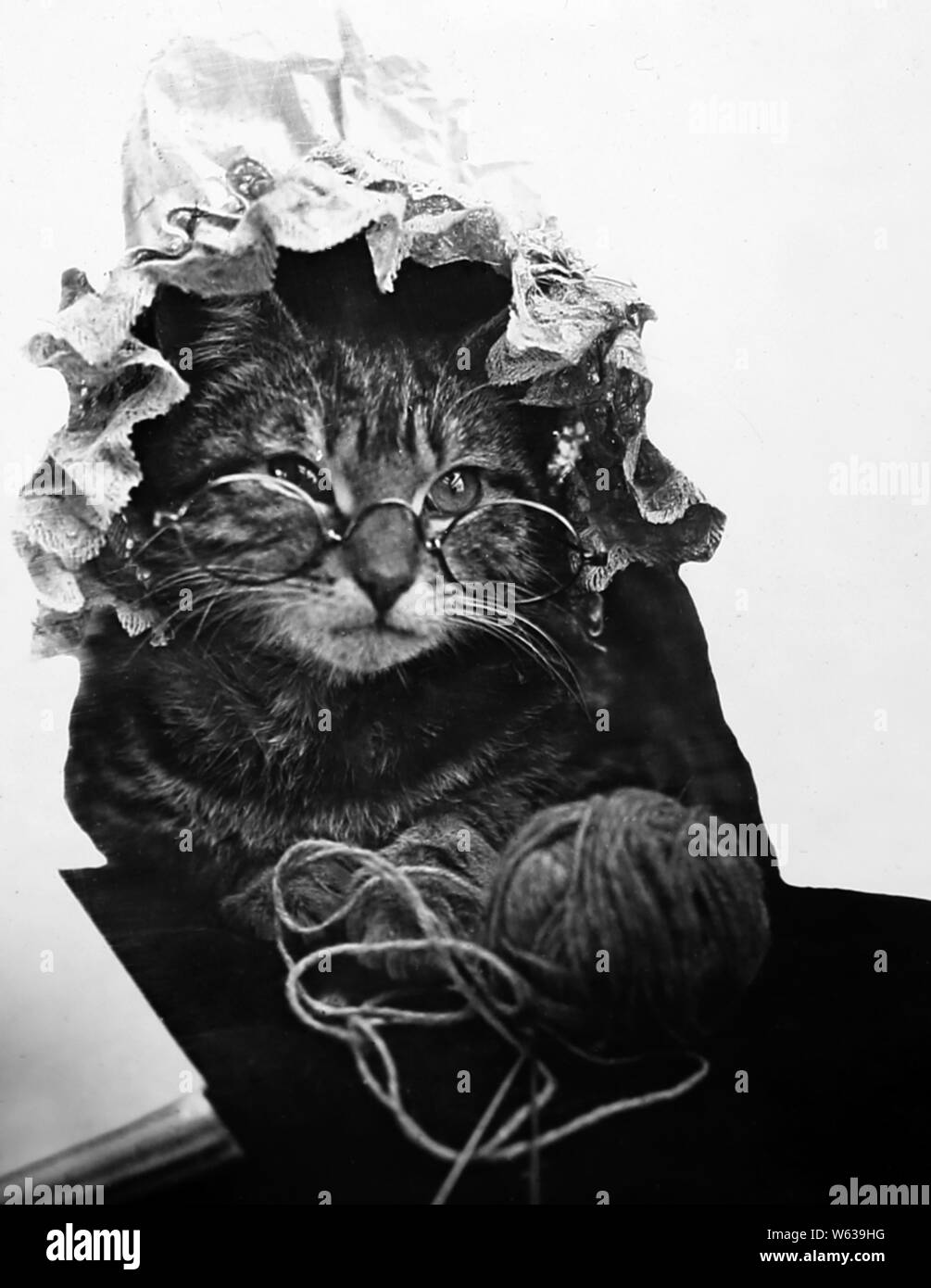 Anthropomorphic cat hi-res stock photography and images - Alamy