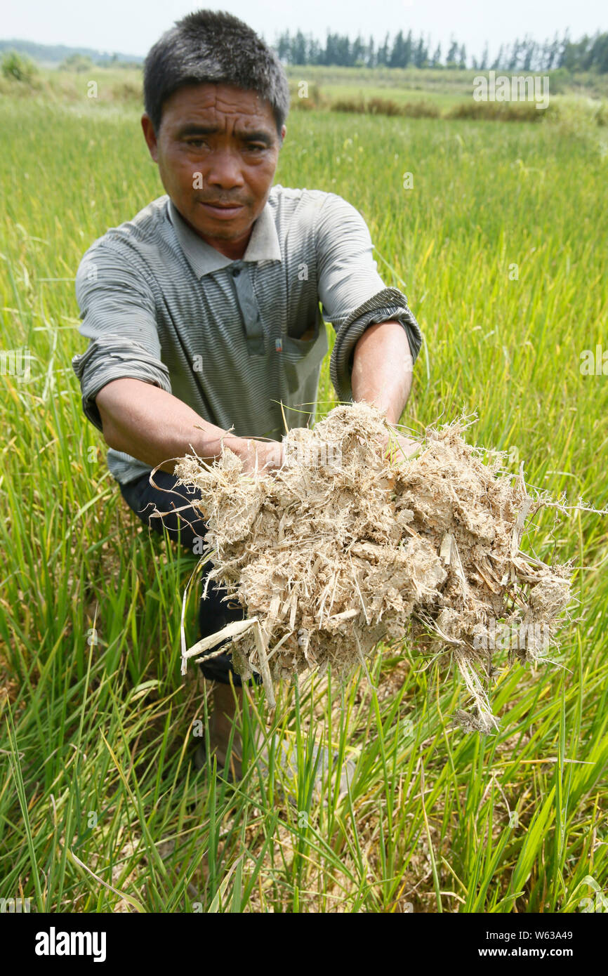 A Chinese farmer shows his nearly dried-up rice field during a drought ...