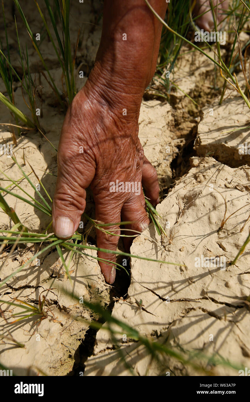 Dried up rice paddy High Resolution Stock Photography and Images - Alamy