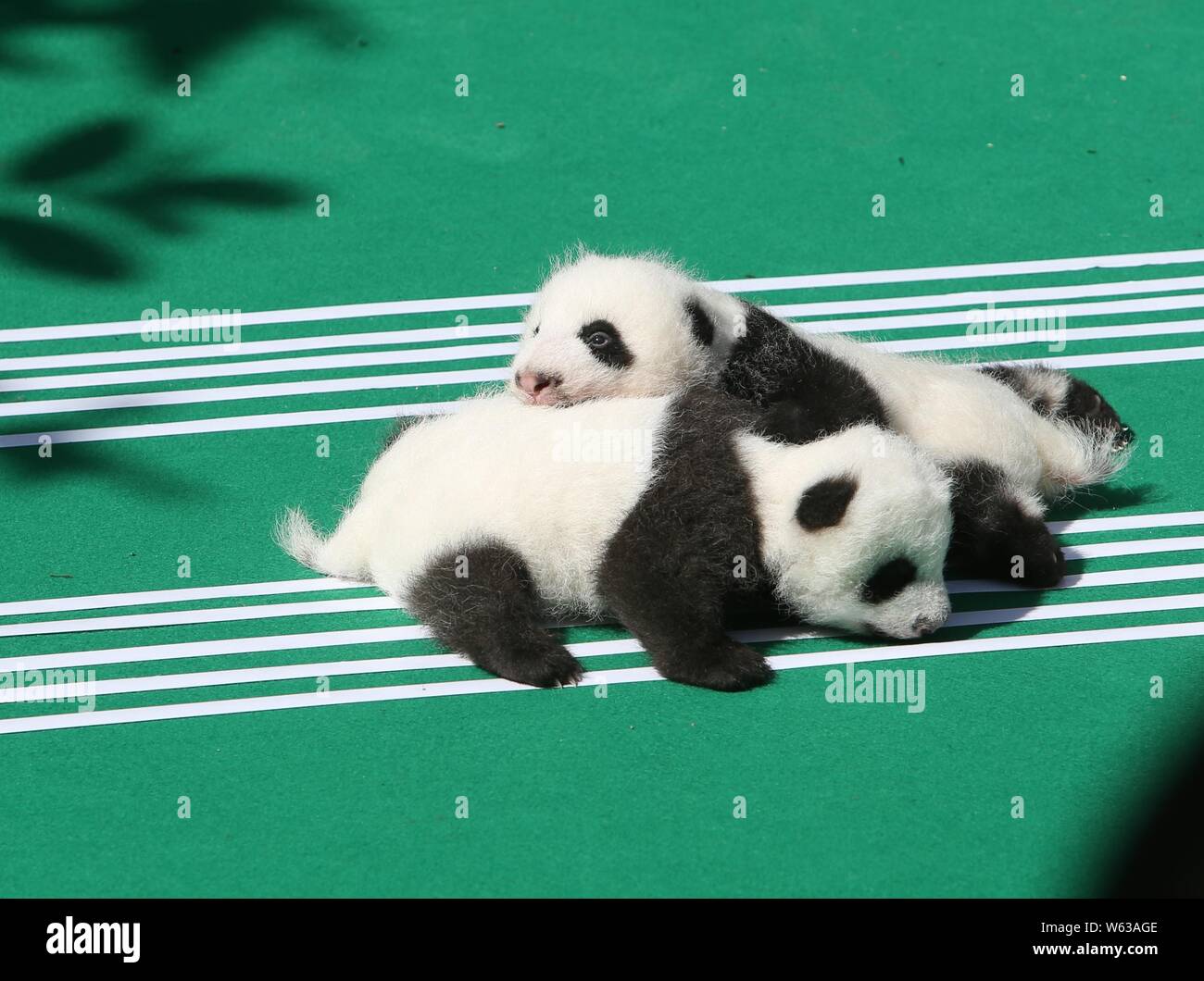 Giant panda cubs born in 2018 are on display during a public event at the Chengdu Research Base ...