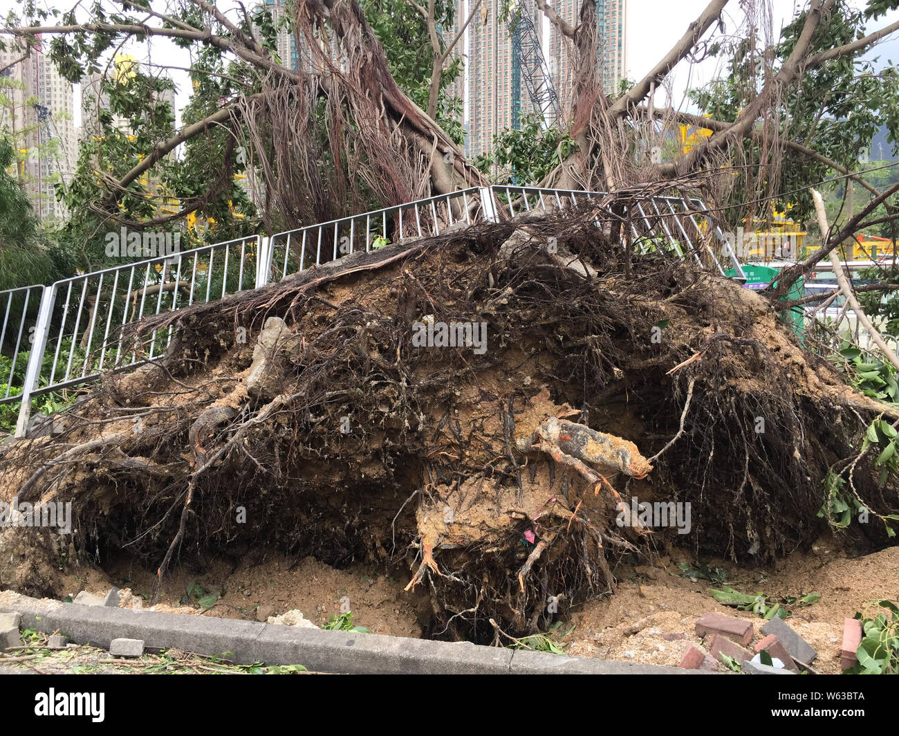 Trees are uprooted by strong wind caused by Typhoon Mangkhut, the 22nd ...