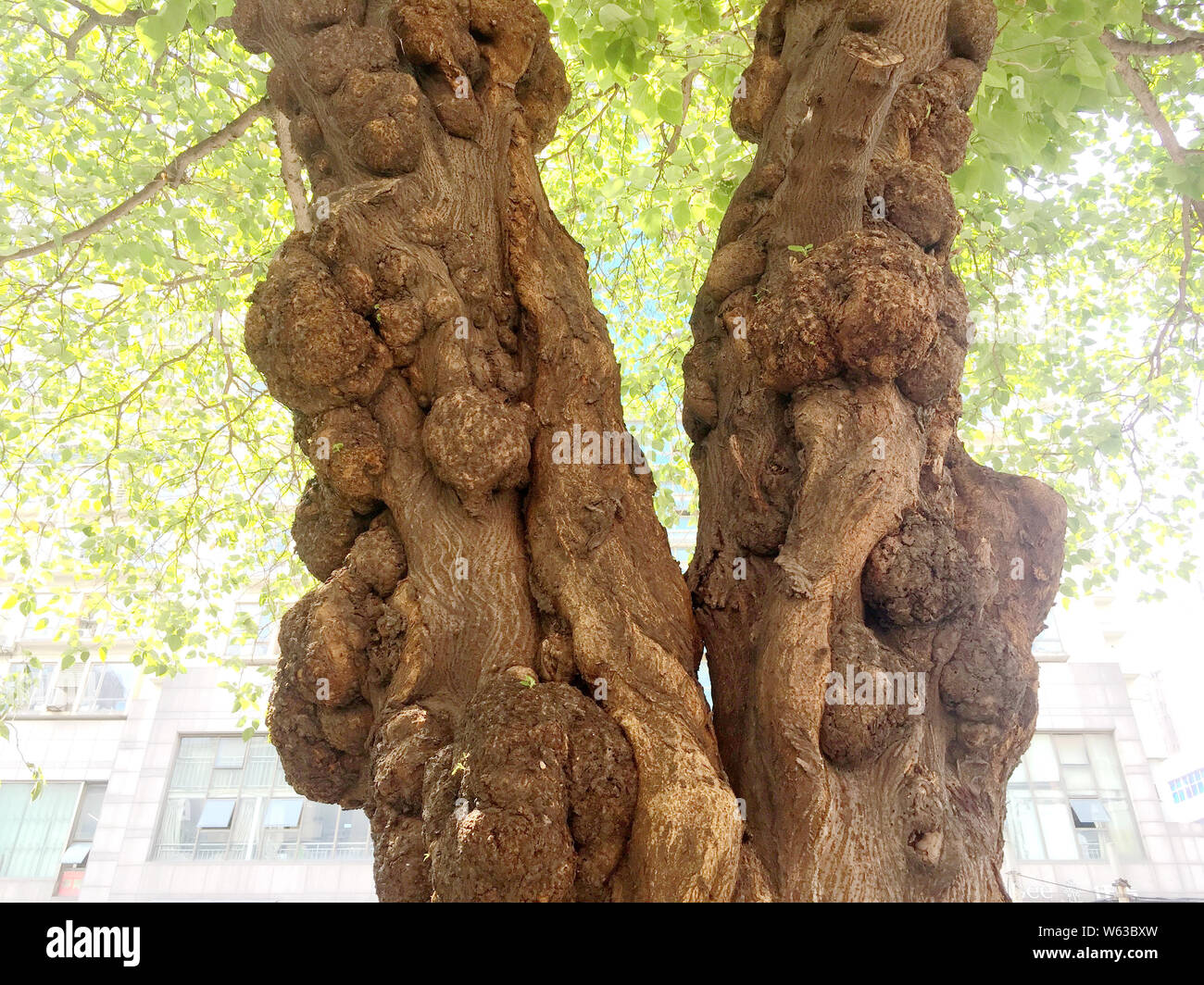 View of a tree with burls on the surface of its truck on a street in ...