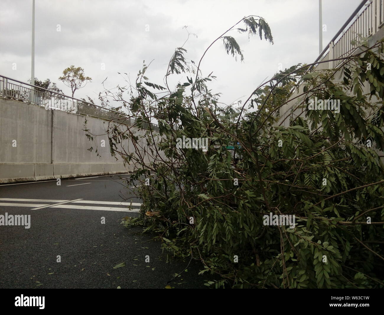 A road is blocked by trees uprooted by strong wind caused by Typhoon ...