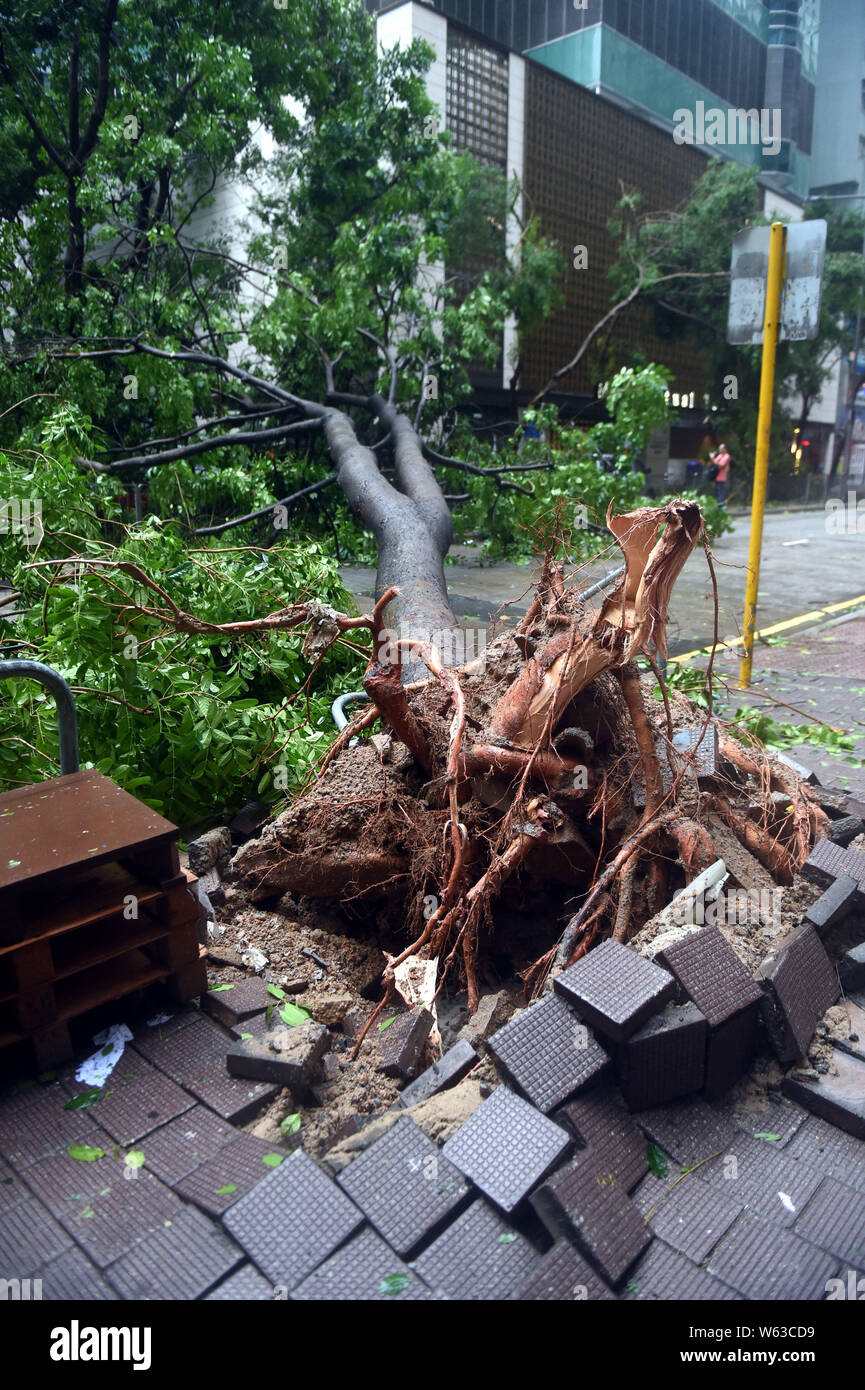 Trees are uprooted by strong wind caused by Typhoon Mangkhut, the 22nd ...