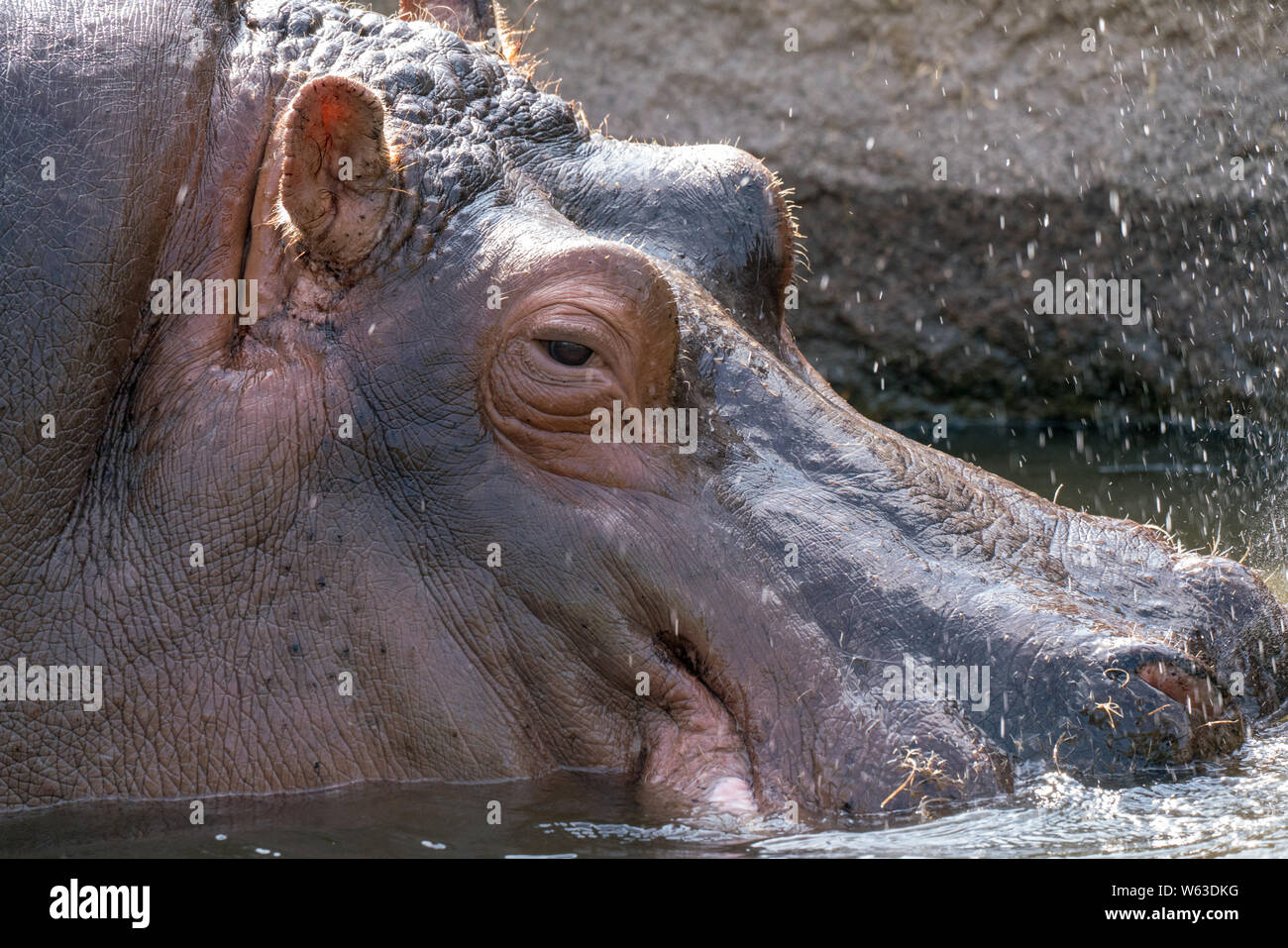 Captive mammal sanctuary hi-res stock photography and images - Alamy