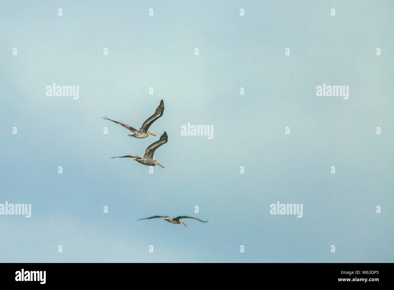 Peruvian pelicans flying at Islas Ballestas near Paracas National Park ...