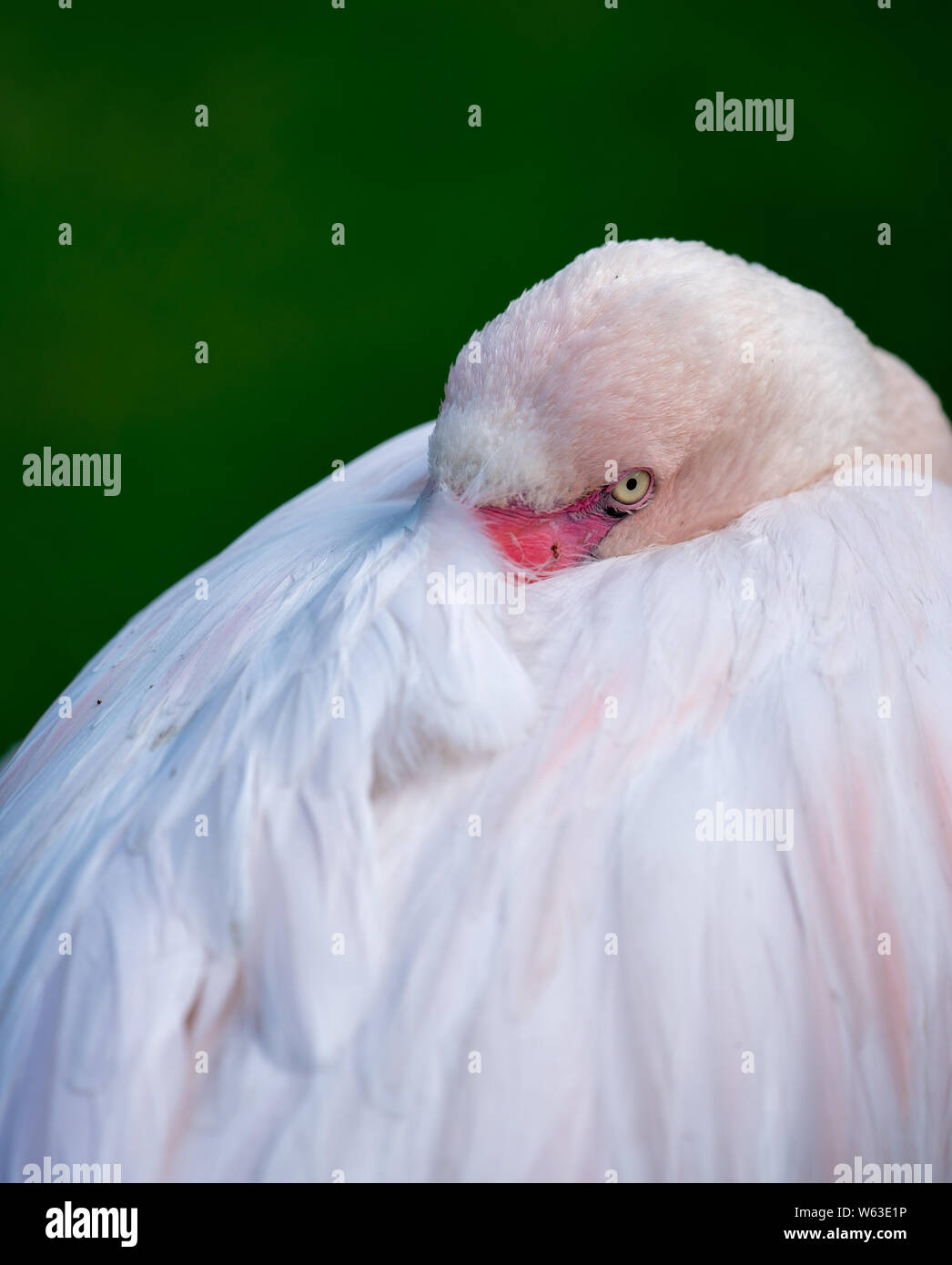 Bird Fluffing Feathers High Resolution Stock Photography and Images - Alamy