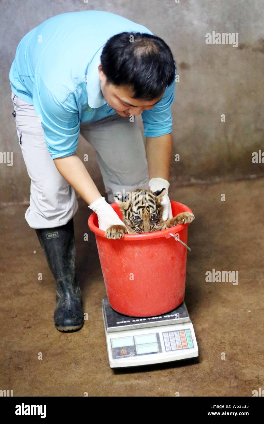Tiger cub born in zoo hi-res stock photography and images - Alamy
