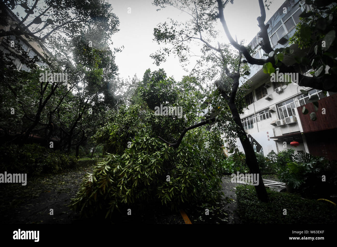 Trees are uprooted by strong wind caused by Typhoon Mangkhut, the 22nd ...