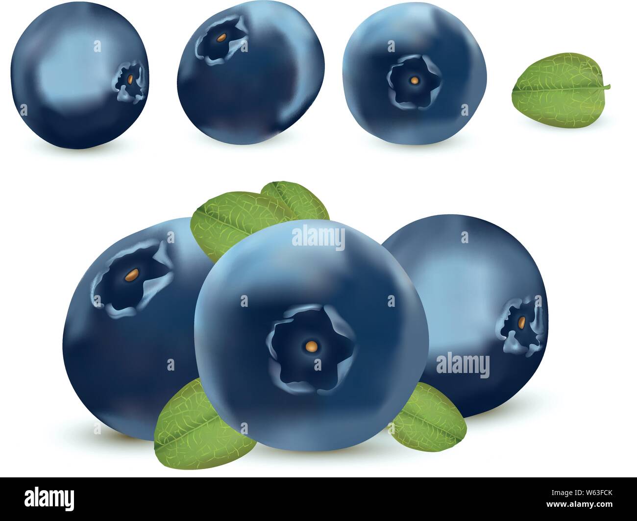 Forest berry. 3d realistic blueberry on white background. Icons blueberry close up. Vector ...