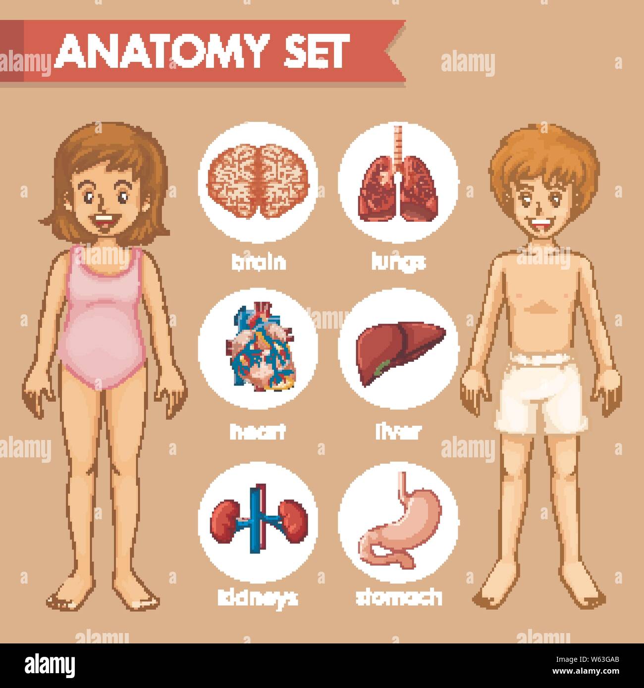Scientific medical illustration of kids organs illustration Stock ...