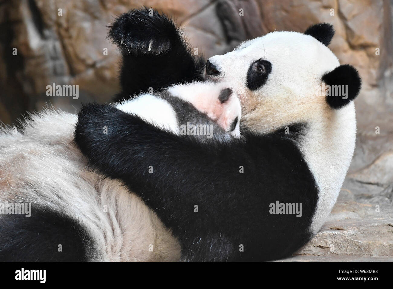 Giant panda cub Long Zai is pictured with its mother Long Long during ...