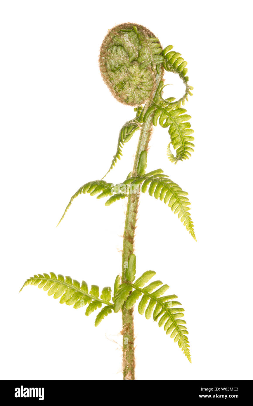 Unfurling fern leaf hi-res stock photography and images - Alamy