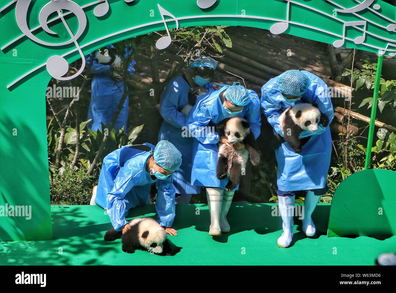 Chinese panda keepers display giant panda cubs born in 2018 during a ...