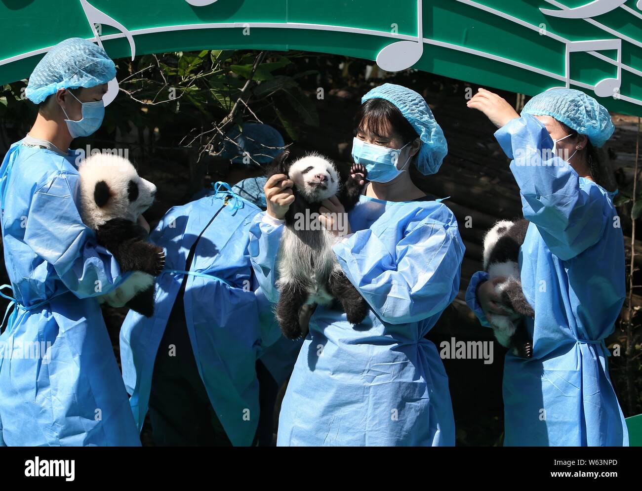 Chinese panda keepers display giant panda cubs born in 2018 during a ...