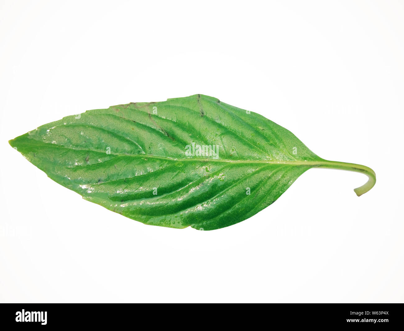 Top view fresh basil leaves on white background Stock Photo - Alamy