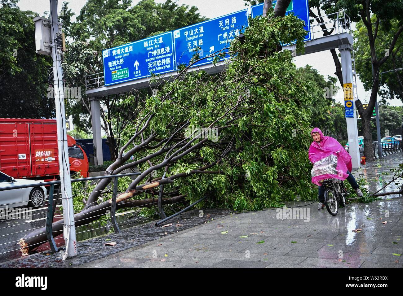 Trees are uprooted by strong wind caused by Typhoon Mangkhut, the 22nd ...