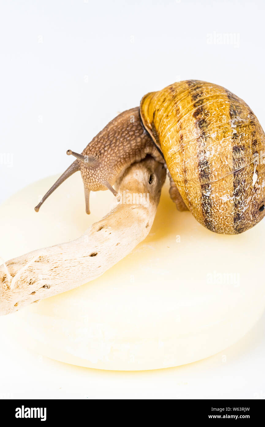 White soap cosmetics made with snail slime on white background, with ...
