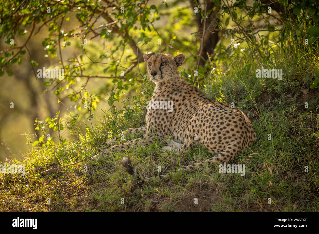 Grassy bank under hi-res stock photography and images - Alamy
