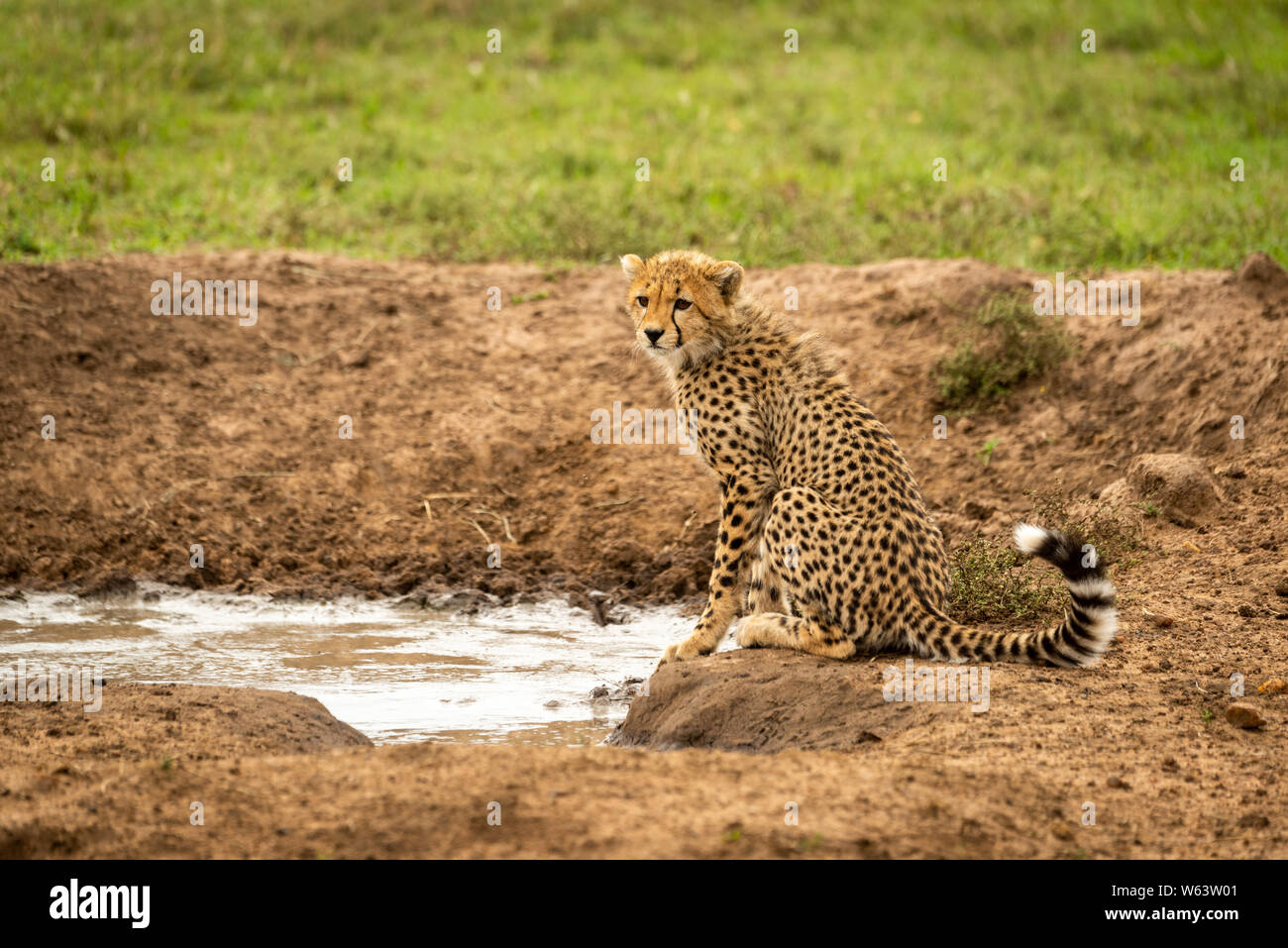Cheetah cub sits by water facing left Stock Photo - Alamy