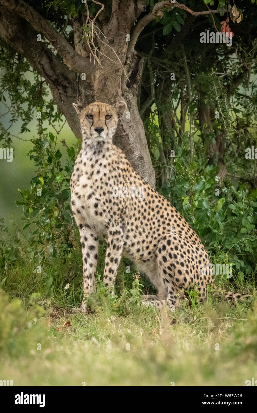 Cheetah sits under tree staring over savannah Stock Photo - Alamy