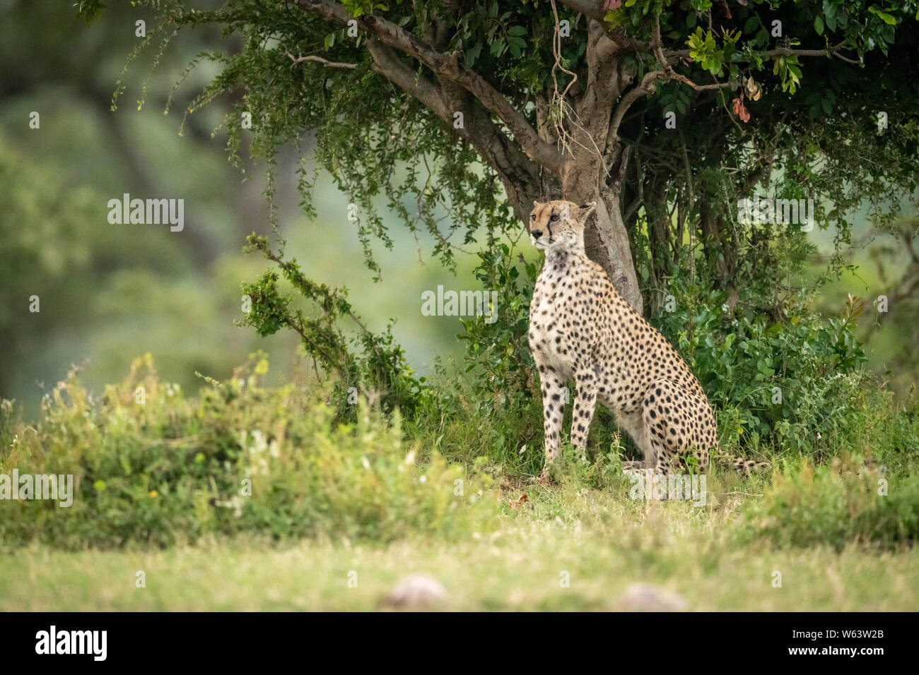 Cheetah sits under tree staring over grassland Stock Photo - Alamy